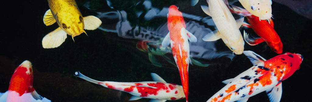Pond Fish: Best Species for Small and Large Backyard Ponds – The iFISH ...
