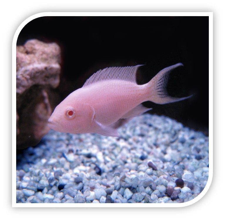 Freshwater Albino Cichlids Brichardi Cichlid Group, Albino: Tropical