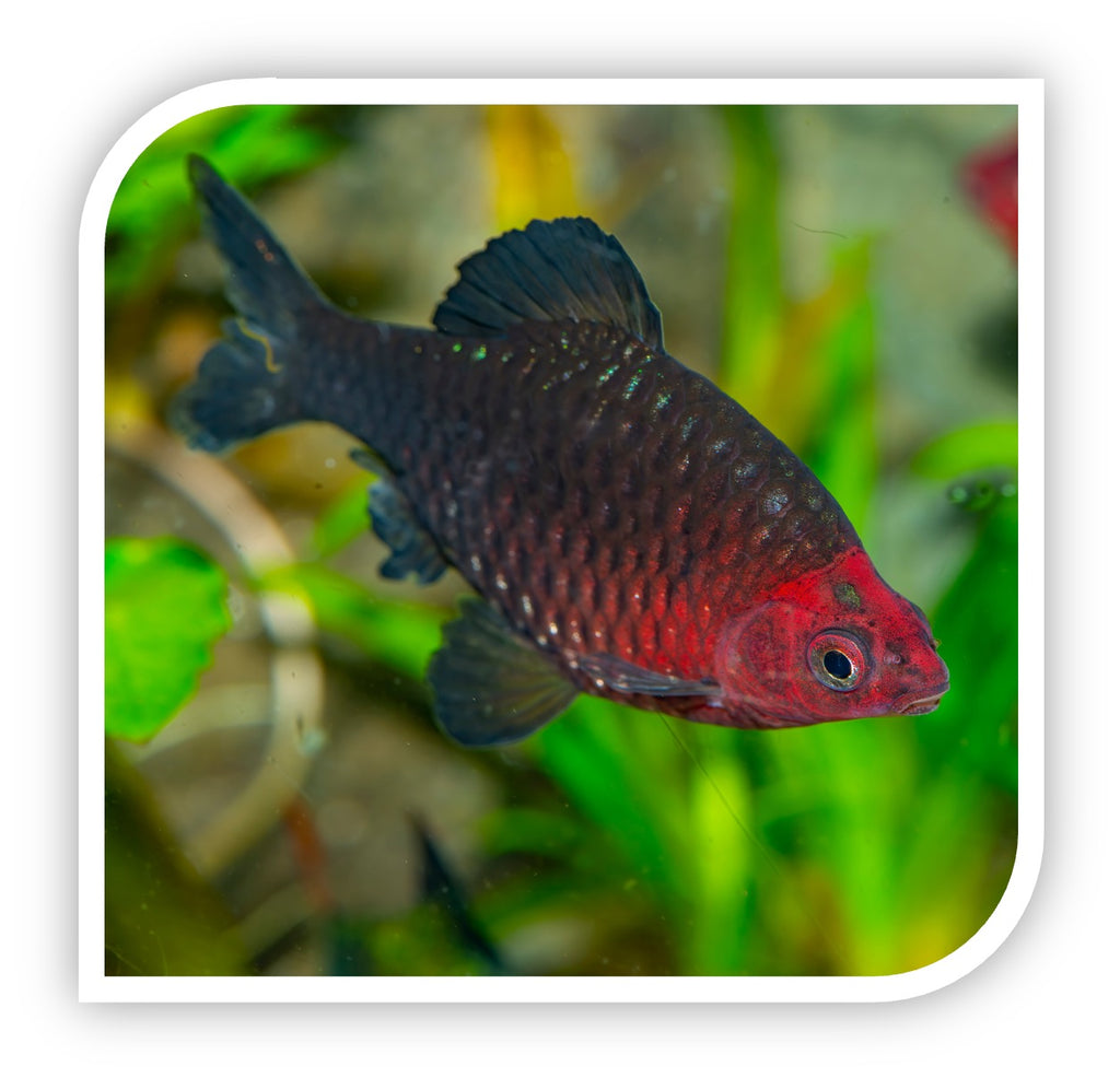 Black Ruby Barb - The Premier Online Fish Store | The iFISH Store