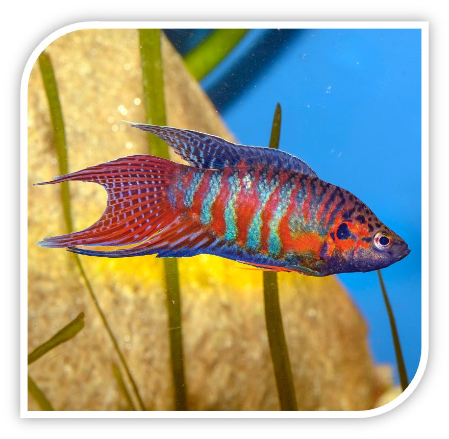 Gourami | Leading Freshwater Fish Online – The iFISH Store