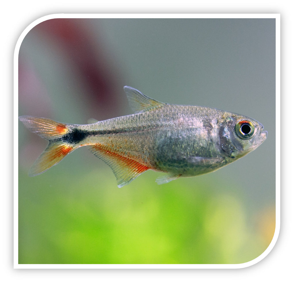 Aquarium Fish for Sale | Tetra Fish for Sale | Lowest Pricing Online ...