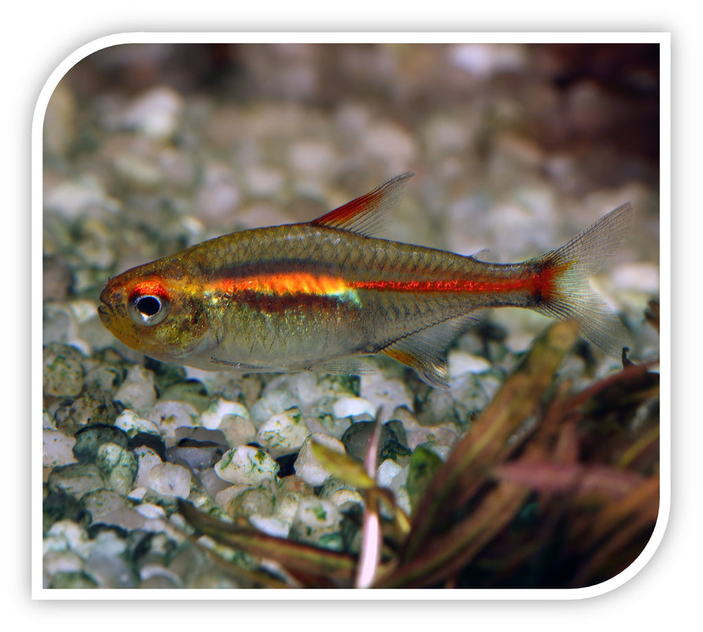 Glowlight Tetra - The Leading Online Fish Store | The iFish Store – The ...