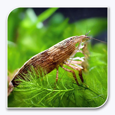 Bamboo Shrimp - Invertebrates For Sale | The iFISH Store