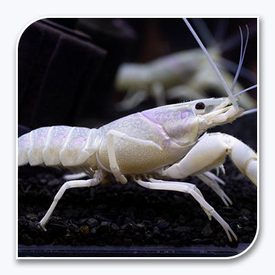 White Lobster - Beautiful Freshwater Invertebrates | The iFISH Store