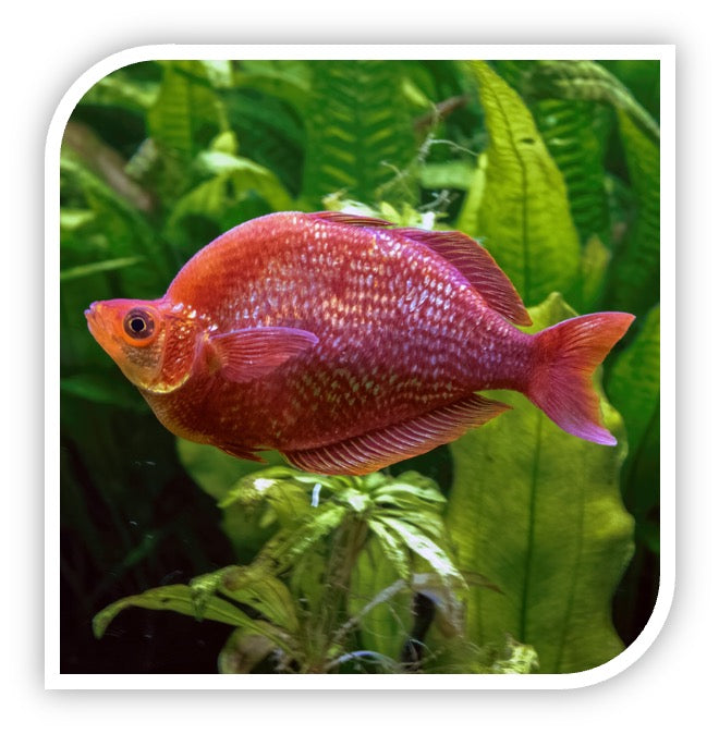 Red Iranian Rainbow Fish - Buy Rainbow Fish Today | The iFISH Store