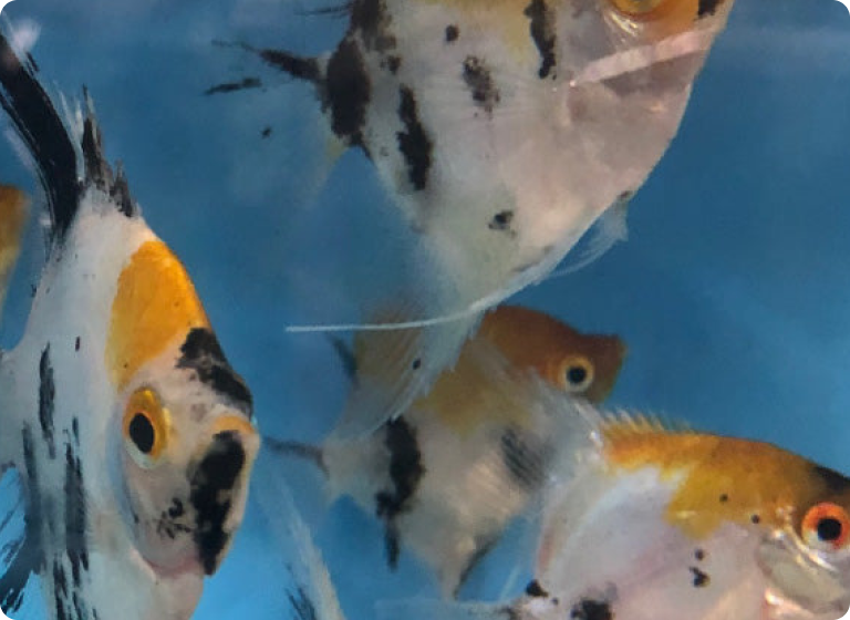 Angelfish | Koi Angel - Online Aquarium Fish | The iFISH Store