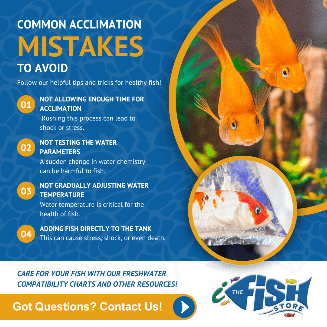 Fish Acclimation Guide - Online Freshwater Fish Store – The iFISH Store