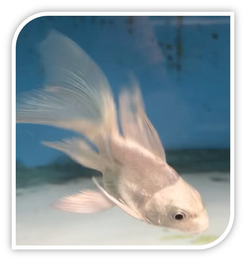 Koi | Short Body Butterfly Koi (Platinum) – The iFISH Store