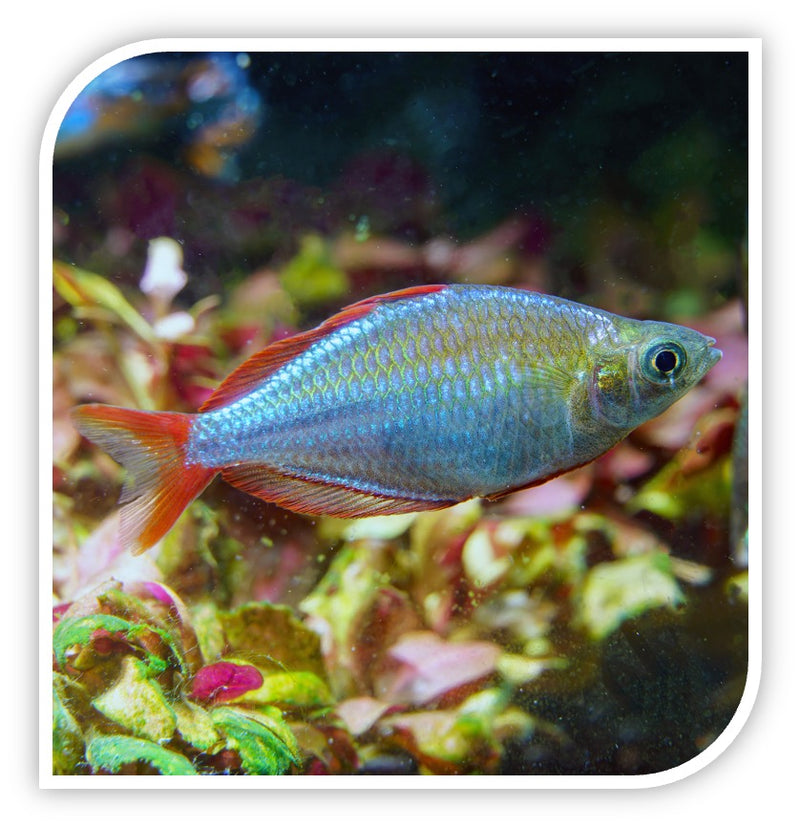 Praecox Rainbow - The Best Freshwater Aquarium Fish | The iFish Store ...