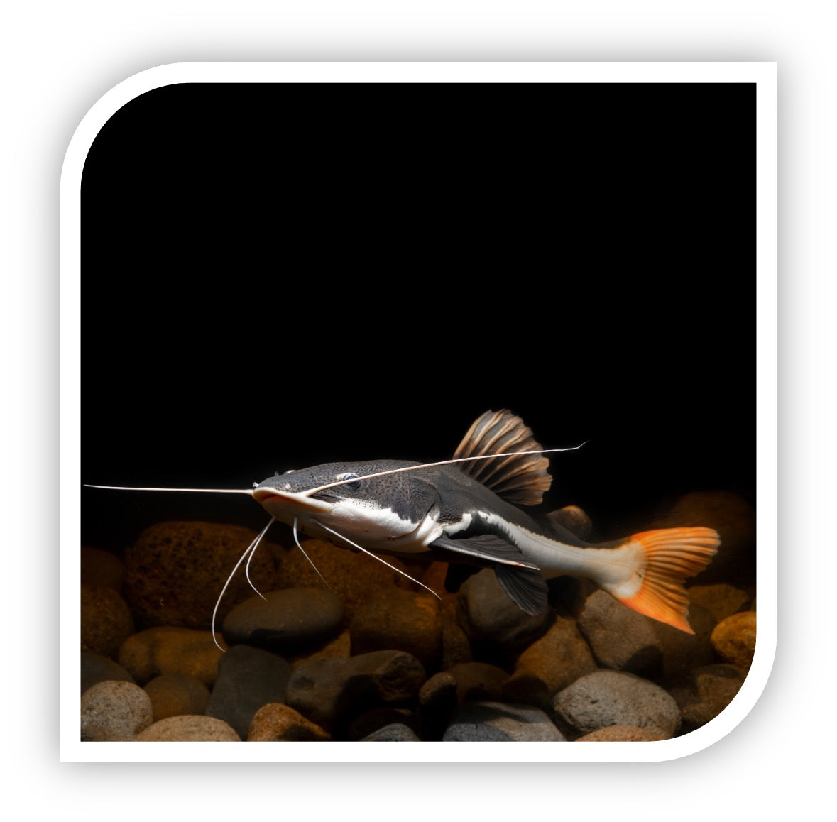 Red Tail Catfish In Pond