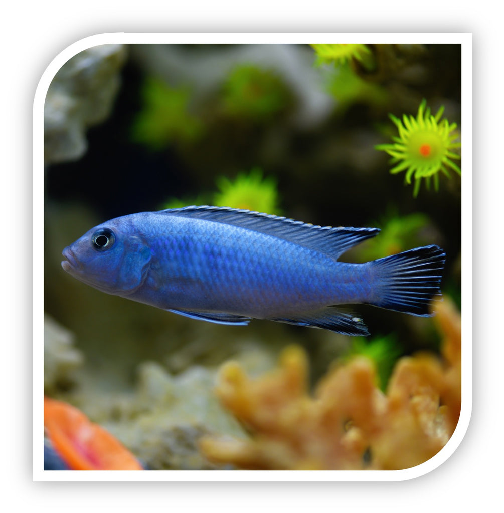 African Cichlid | Socolofi Cichlid - | The iFISH Store
