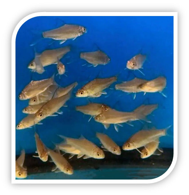 Barb | Yellow Fin Tinfoil Barb - Aquarium Supplies and Quality Fish ...