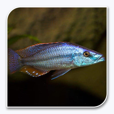 African Cichlid | Compressiceps Cichlid - | The iFISH Store