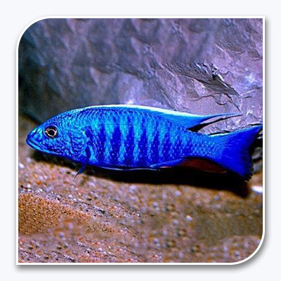 Electric Blue African Cichlid African Cichild Electric Blue | Aquarium
