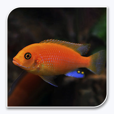 Red Cichlid Fish Red Texas Cichlid (Herichthys Sp. Hybrid) – DANBURY