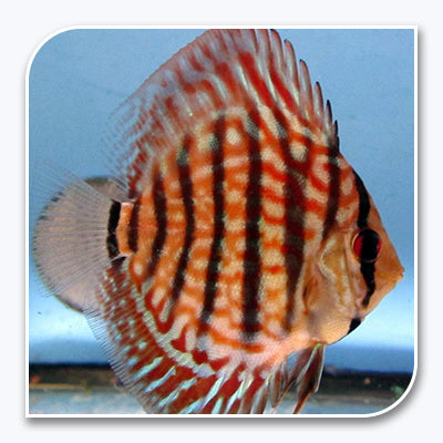 Aquarium Fish for Sale | Discus for Sale | Lowest Pricing Online – The ...