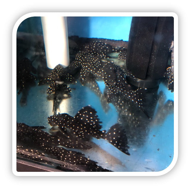 Buy Freshwater Plecostomus Fish - Live Arrival Guarantee – The iFISH Store