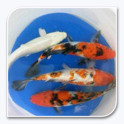 Koi Fish for Sale | Lowest Pricing Online | The iFISH Store