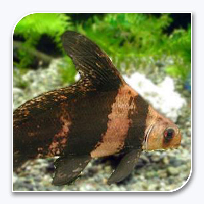 Hi Fin Banded Loach - The Best Freshwater Aquarium Fish – The iFISH Store