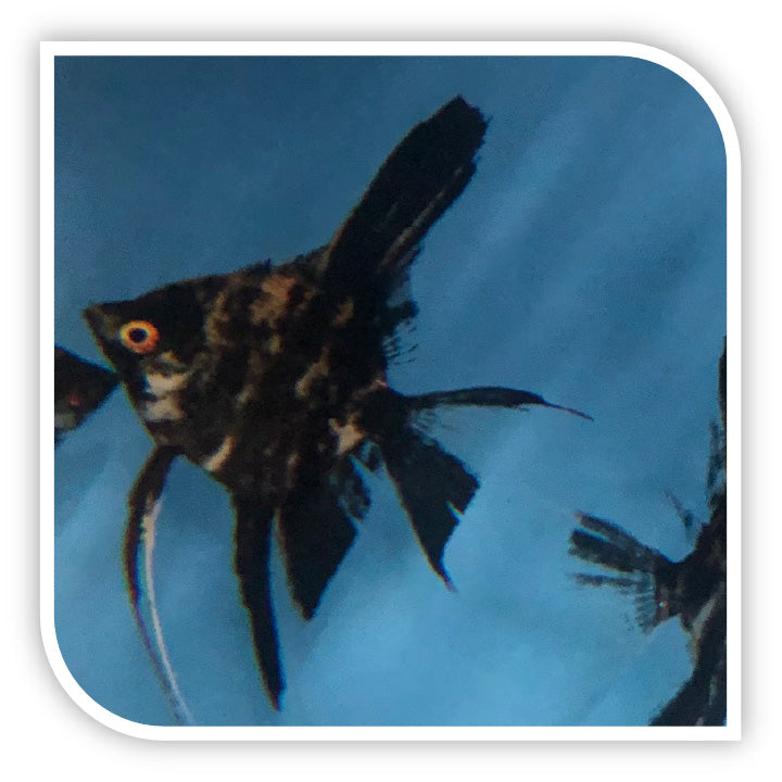 Angelfish | Marble Angel - Online Aquarium Fish | The iFISH Store