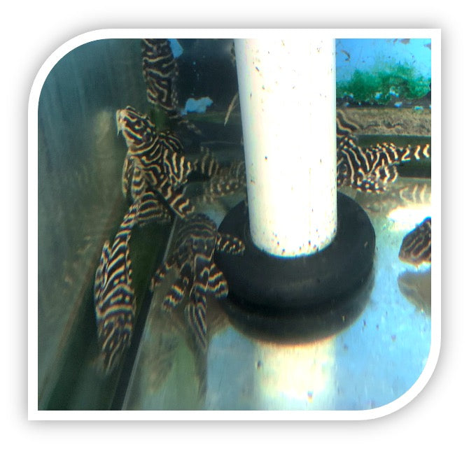 Buy Freshwater Plecostomus Fish - Live Arrival Guarantee – The iFISH Store