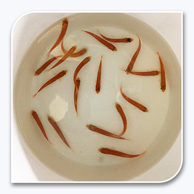 Aquarium and Pond Fish for Sale | Koi for Sale | Lowest Pricing Online ...