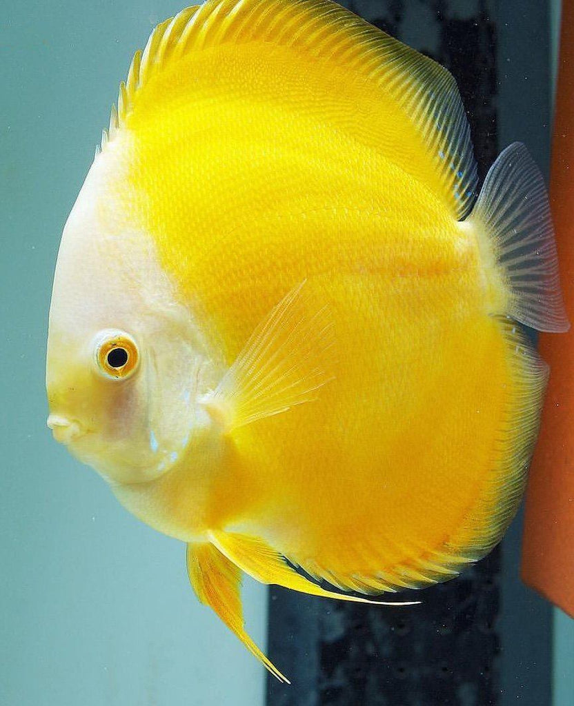 Aquarium Fish for Sale | Discus for Sale | Lowest Pricing Online – The ...