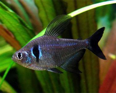 Black Phantom Tetra - Live Arrival Guarantee | The iFish Store – The ...