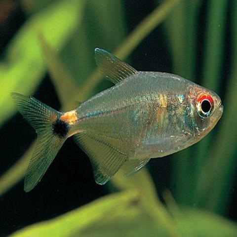 Head And Tail Light Tetra - Buy Tetras Online | The iFish Store – The ...